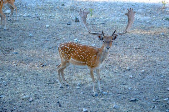 Venado Images – Parcourir 996 le catalogue de photos, vecteurs et ...