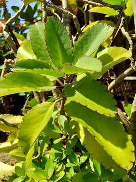 Patharkuchi Images – Browse 70 Stock Photos, Vectors, and Video | Adobe ...