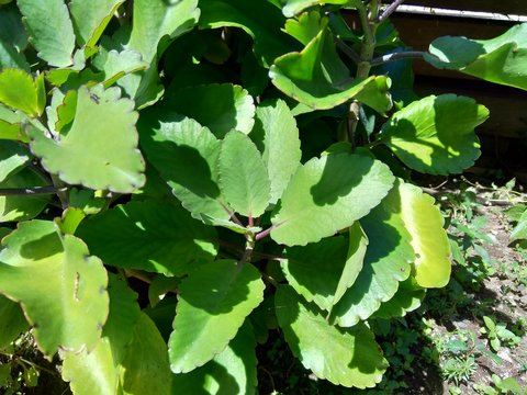 Patharkuchi Images – Browse 76 Stock Photos, Vectors, and Video | Adobe ...