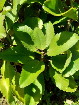 Patharkuchi Images – Browse 76 Stock Photos, Vectors, and Video | Adobe ...