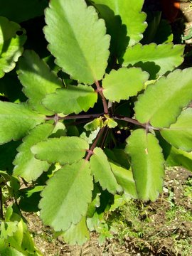 Patharkuchi Images – Browse 70 Stock Photos, Vectors, and Video | Adobe ...