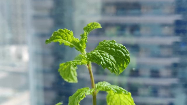 Mint Video Footage – Browse 33,000 HD Stock Video and Footage | Adobe Stock