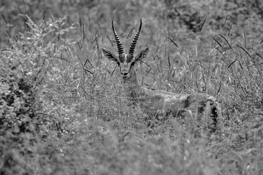 Chinkara Bilder – Durchsuchen 239 Archivfotos, Vektorgrafiken und ...