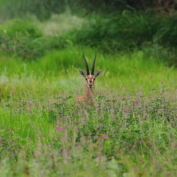 Chinkara Bilder – Durchsuchen 256 Archivfotos, Vektorgrafiken und ...