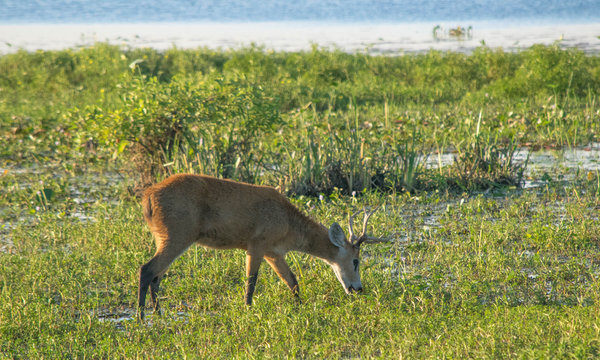 รูปภาพBarasingha – เลือกดูภาพถ่ายสต็อก เวกเตอร์ และวิดีโอ653 | Adobe Stock
