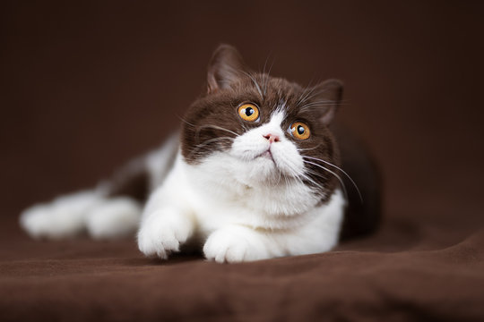 รูปภาพFauchen – เลือกดูภาพถ่ายสต็อก เวกเตอร์ และวิดีโอ1,199 | Adobe Stock