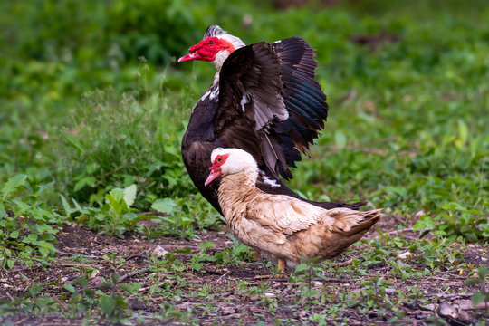รูปภาพCaruncle – เลือกดูภาพถ่ายสต็อก เวกเตอร์ และวิดีโอ846 | Adobe Stock