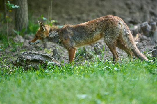 Schlaufuchs Bilder – Durchsuchen 12,956 Archivfotos, Vektorgrafiken und ...
