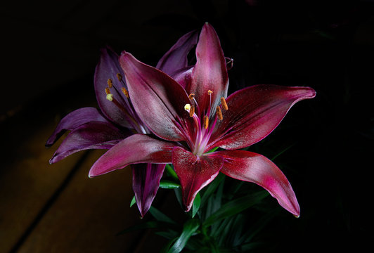 Pistillo Images – Browse 1,727 Stock Photos, Vectors, and Video | Adobe ...