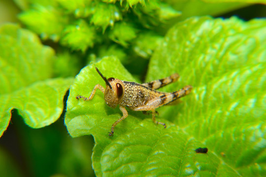 Manilensis bilder – Bläddra bland 63 stockfoton, vektorer och videor ...