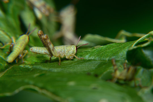 Manilensis bilder – Bläddra bland 63 stockfoton, vektorer och videor ...