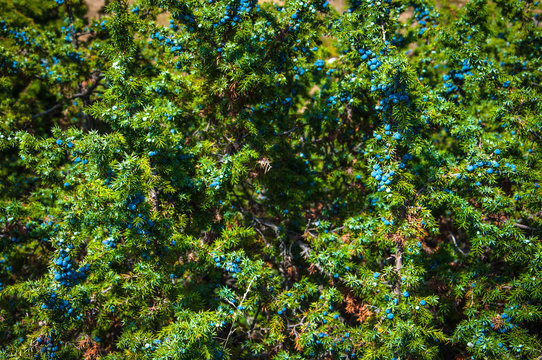 "Needle Bush" Bilder – Durchsuchen 118 Archivfotos, Vektorgrafiken und ...