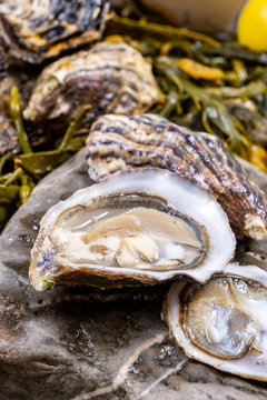 Imágenes de Ostion: descubre bancos de fotos, ilustraciones, vectores y ...