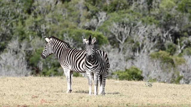 Equidea Bilder – Durchsuchen 43 Archivfotos, Vektorgrafiken und Videos ...