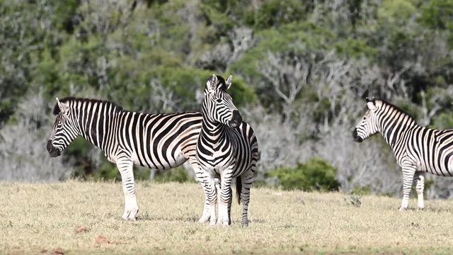 Equidea Bilder – Durchsuchen 43 Archivfotos, Vektorgrafiken und Videos ...