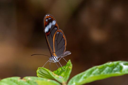 รูปภาพGlasswing – เลือกดูภาพถ่ายสต็อก เวกเตอร์ และวิดีโอ1,021 | Adobe Stock