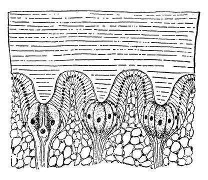 Limulus Images – Browse 326 Stock Photos, Vectors, and Video | Adobe Stock