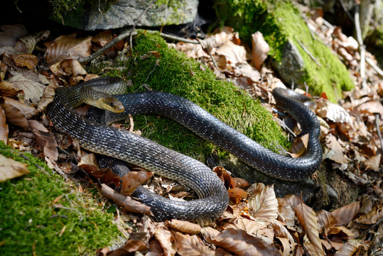 Imagens de Nattern – Explore Fotografias do Stock, Vetores e Vídeos de ...