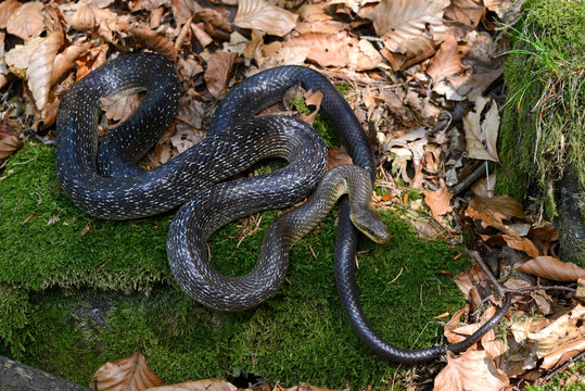 Imagens de Nattern – Explore Fotografias do Stock, Vetores e Vídeos de ...