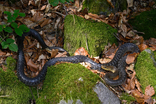 Imagens de Nattern – Explore Fotografias do Stock, Vetores e Vídeos de ...
