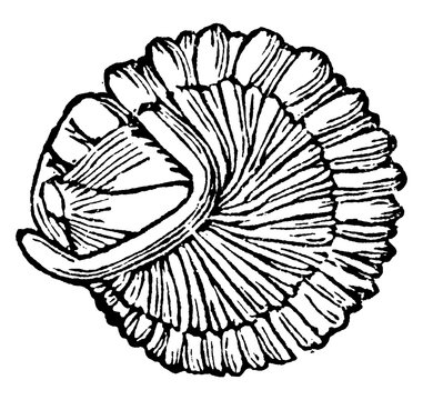 Arachnomorpha Bilder – Durchsuchen 53 Archivfotos, Vektorgrafiken und ...