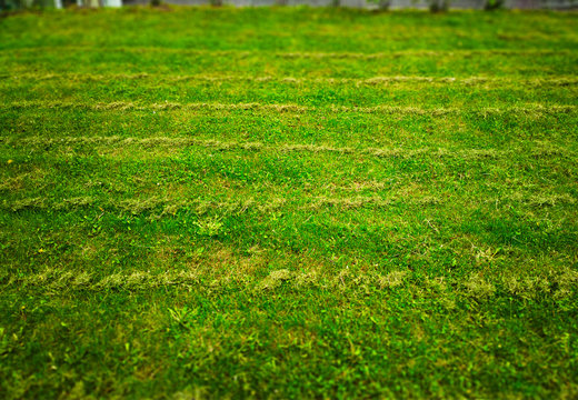 รูปภาพGrass-Plot – เลือกดูภาพถ่ายสต็อก เวกเตอร์ และวิดีโอ1,525 | Adobe ...