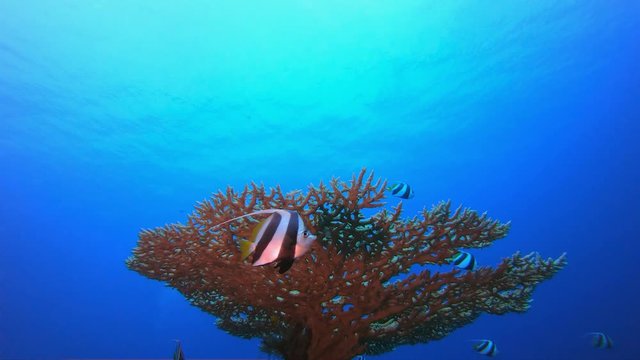 รูปภาพBanner-Fish – เลือกดูภาพถ่ายสต็อก เวกเตอร์ และวิดีโอ996 | Adobe Stock