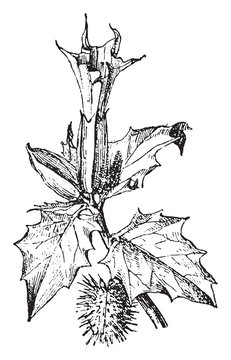 Datura Flower Drawing