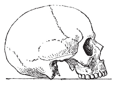 Imágenes de Glabella: descubre bancos de fotos, ilustraciones, vectores ...