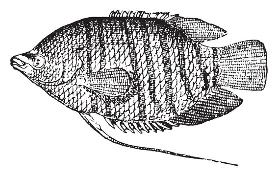 รูปภาพAnabantids – เลือกดูภาพถ่ายสต็อก เวกเตอร์ และวิดีโอ302 | Adobe Stock