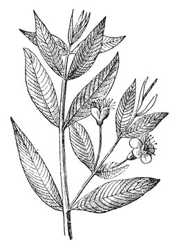 Psidium Guajava Drawing