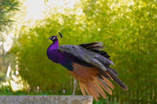 "Peacock Profile" Images – Browse 122 Stock Photos, Vectors, and Video ...