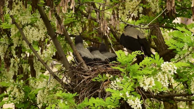 Fledged Images – Browse 42,681 Stock Photos, Vectors, and Video | Adobe ...