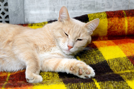Half-Asleep Bilder – Durchsuchen 267 Archivfotos, Vektorgrafiken und ...