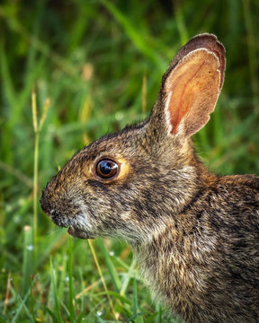 "Swamp Rabbit" Images – Browse 87 Stock Photos, Vectors, and Video ...
