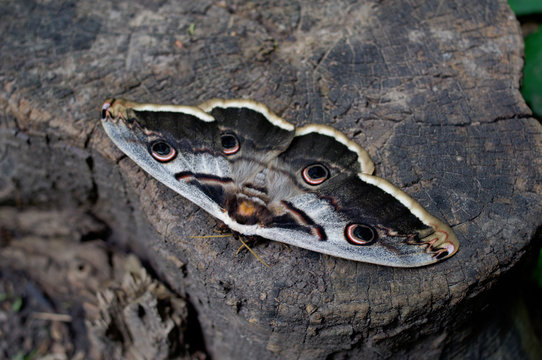 Pyri Bilder – Durchsuchen 822 Archivfotos, Vektorgrafiken und Videos ...