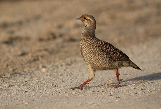 รูปภาพPerdicinae – เลือกดูภาพถ่ายสต็อก เวกเตอร์ และวิดีโอ271 | Adobe Stock