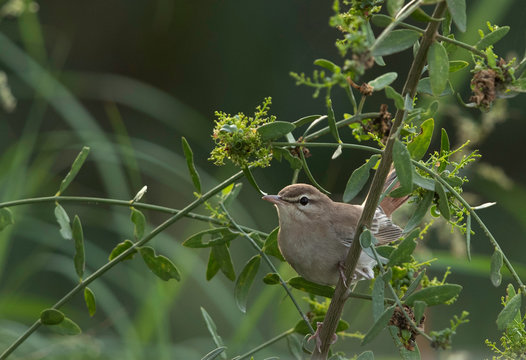 Hamal Images – Browse 46 Stock Photos, Vectors, and Video | Adobe Stock