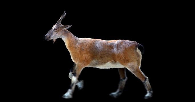 Markhor Video Footage – Browse 362 HD Stock Video and Footage | Adobe Stock