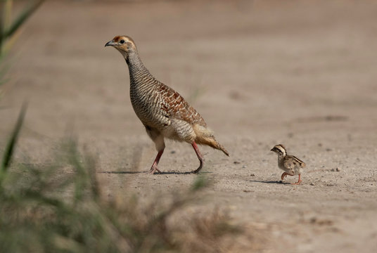 รูปภาพPerdicinae – เลือกดูภาพถ่ายสต็อก เวกเตอร์ และวิดีโอ271 | Adobe Stock