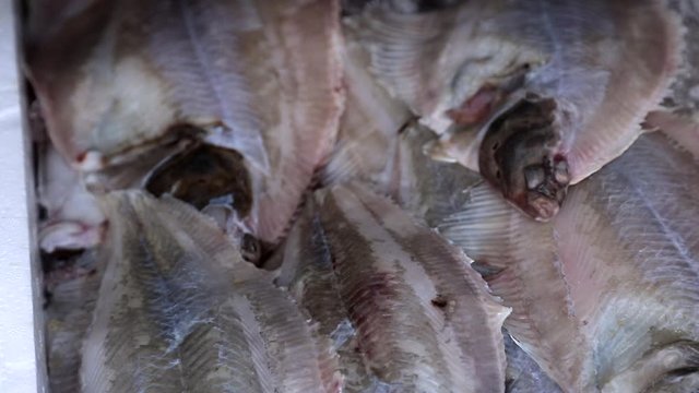 Flat-Fish Images – Parcourir 536 le catalogue de photos, vecteurs et ...