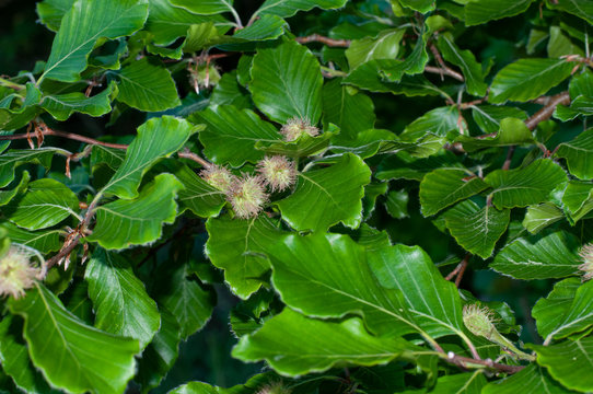 รูปภาพBeechnut – เลือกดูภาพถ่ายสต็อก เวกเตอร์ และวิดีโอ1,534 | Adobe Stock