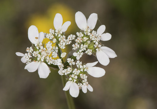 Orlaya Images – Browse 53 Stock Photos, Vectors, and Video | Adobe Stock