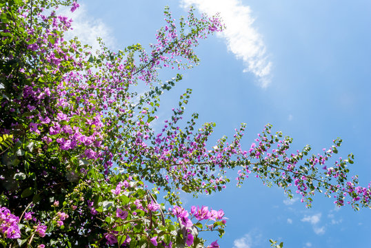 Lilla Bilder – Durchsuchen 6,137 Archivfotos, Vektorgrafiken und Videos ...