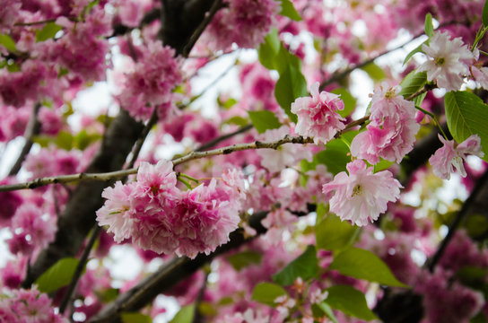 "Sakura Branch" Images – Browse 2,619 Stock Photos, Vectors, and Video ...