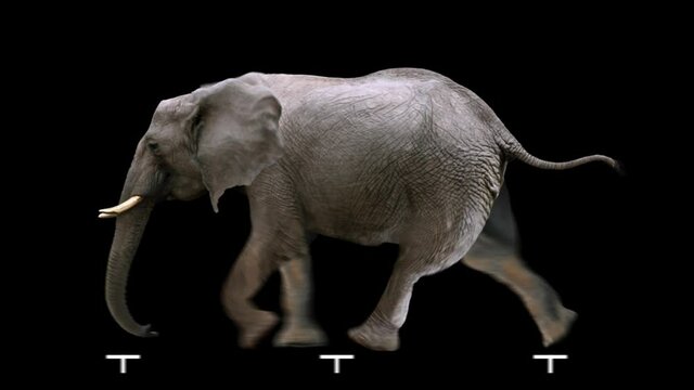 Elephant Running Images – Browse 13,826 Stock Photos, Vectors, and ...