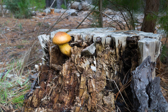 Unedible Images – Browse 482 Stock Photos, Vectors, and Video | Adobe Stock