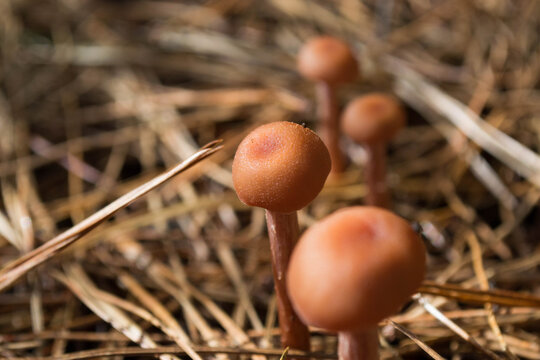 Unedible Bilder – Durchsuchen 482 Archivfotos, Vektorgrafiken und ...