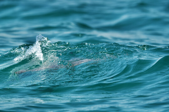 Whippomorpha bilder – Bläddra bland 63 stockfoton, vektorer och videor ...