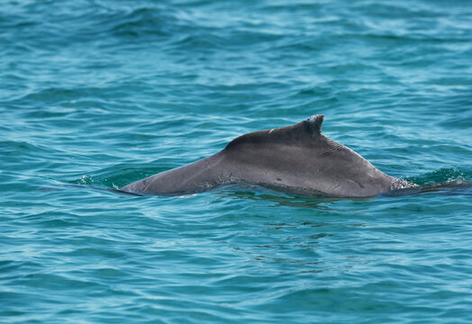 「Whippomorpha」の写真素材 | 64件の無料イラスト画像 | Adobe Stock